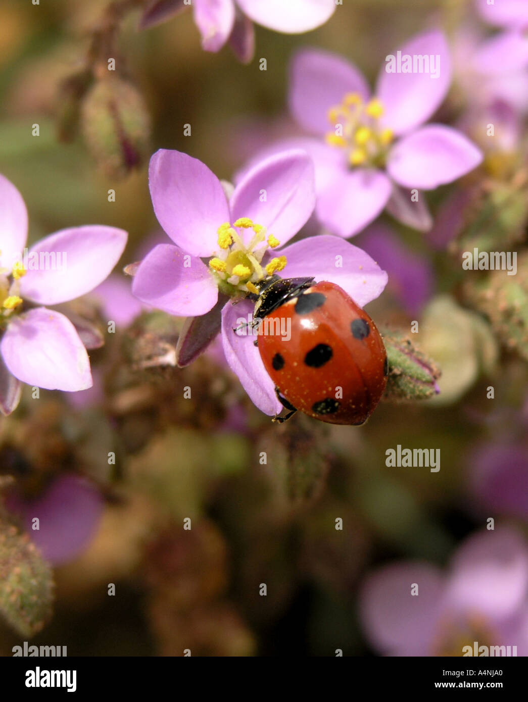 Ladybird legs hi-res stock photography and images - Alamy