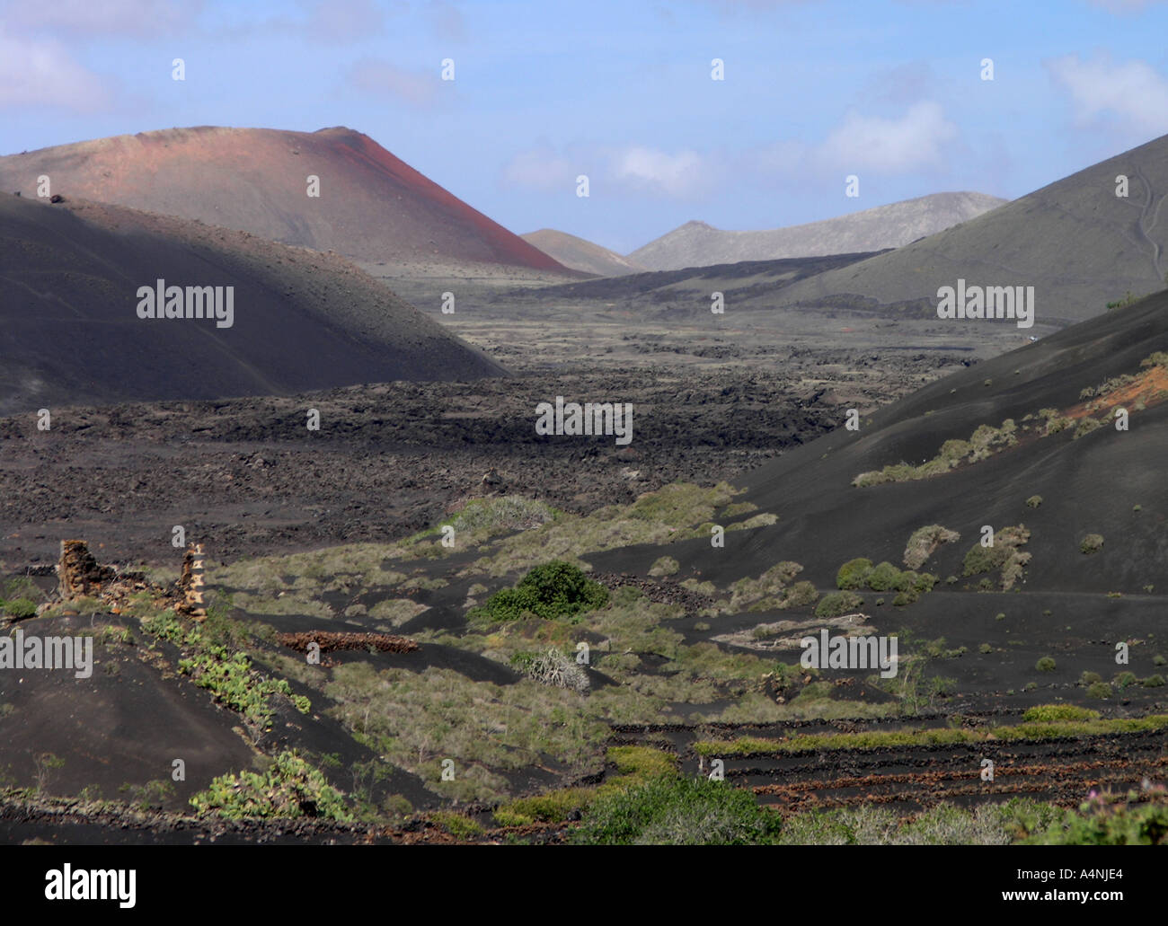 Crops growing in a Volcanic Landscape Lanzarote Stock Photo - Alamy