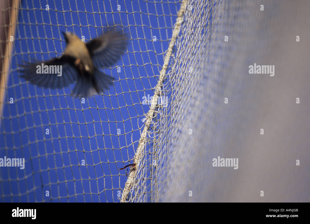 Ornithofauna hi-res stock photography and images - Alamy