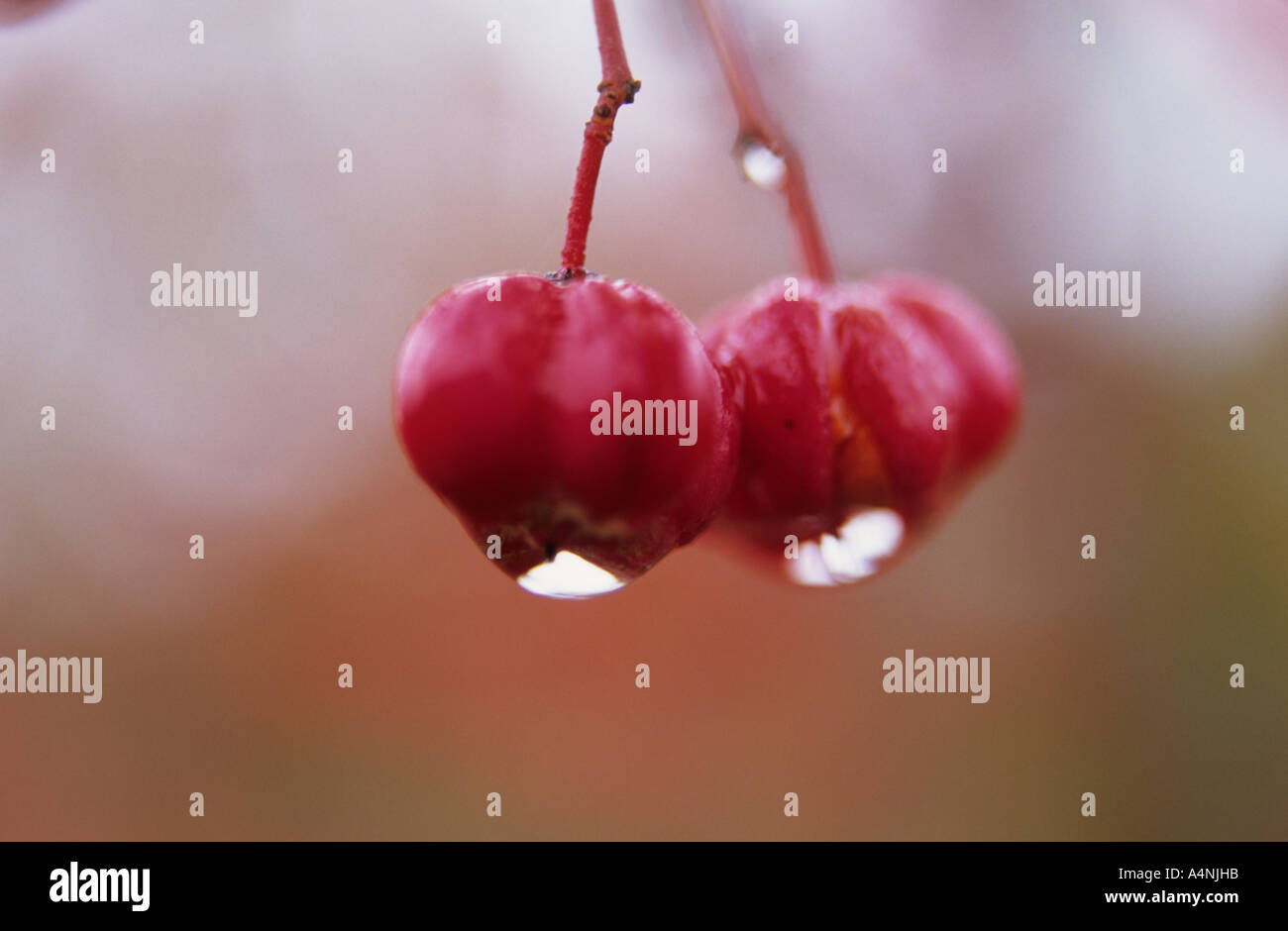 Spindle berry close hi-res stock photography and images - Alamy