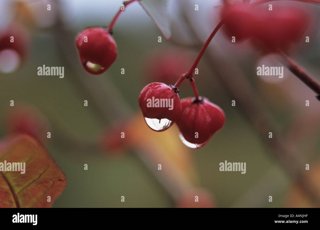 Drop spindle hi-res stock photography and images - Alamy