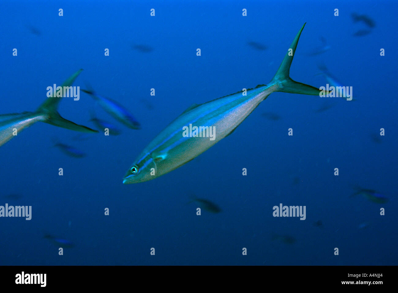 Rainbow runner Elagatis bipinnulatus Blue corner Palau Micronesia Stock ...