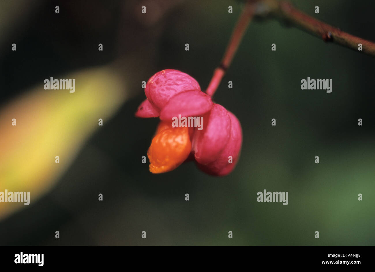 Spindle berry hi-res stock photography and images - Alamy