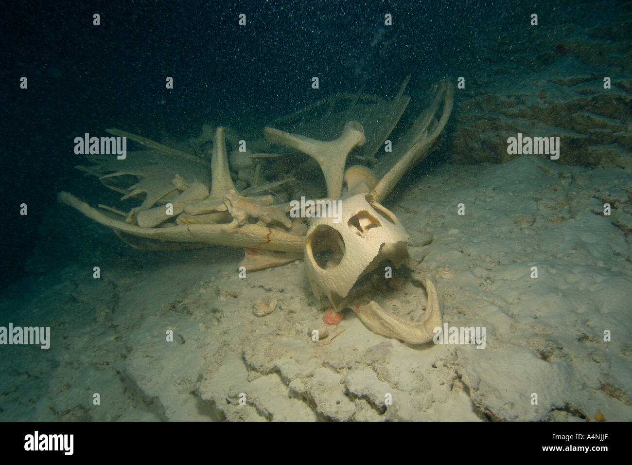 Green sea turtle Chelonia mydas skeleton lying inside cave Temple of ...