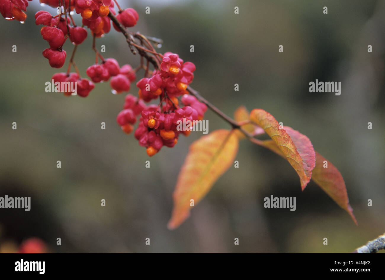 Spindle berry plant hi-res stock photography and images - Alamy