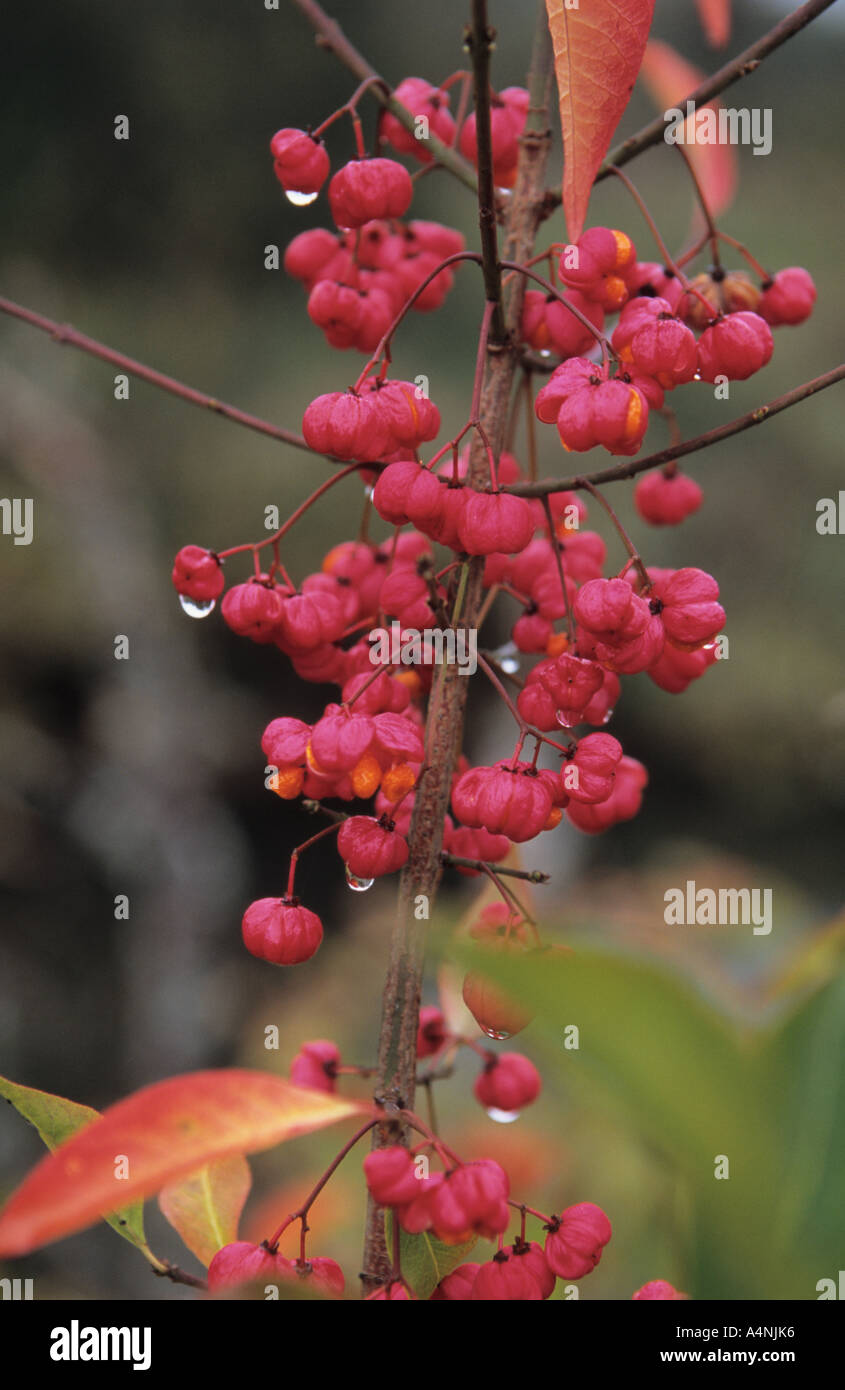 Drop spindle hi-res stock photography and images - Alamy