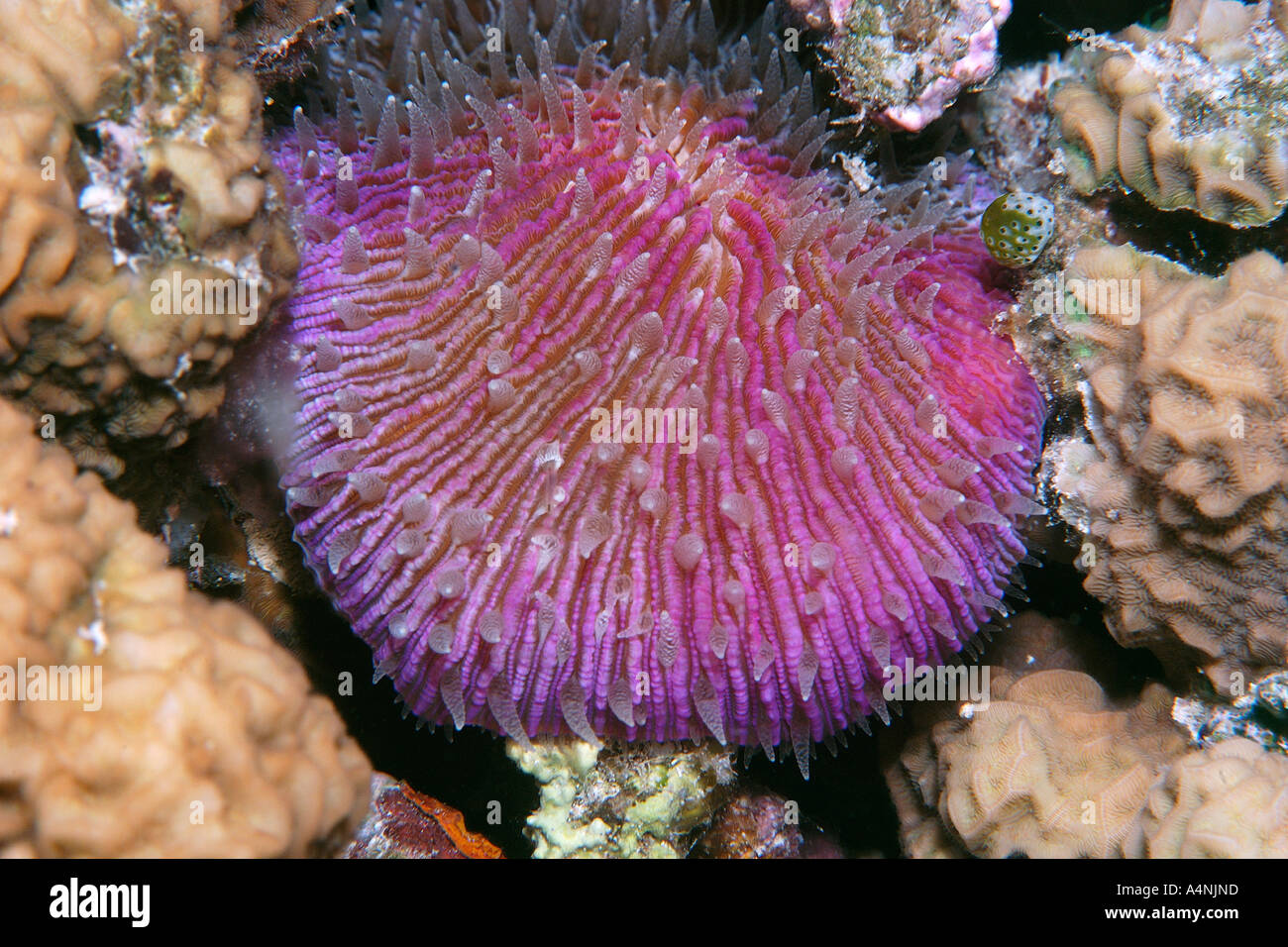 Pink mushroom coral Fungia sp Short drop off Palau Micronesia Stock ...