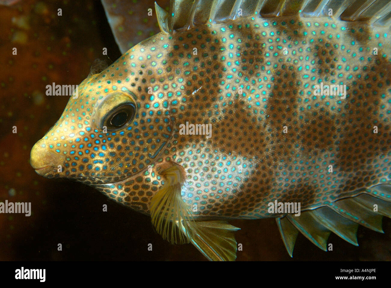 Siganus sp hi-res stock photography and images - Alamy