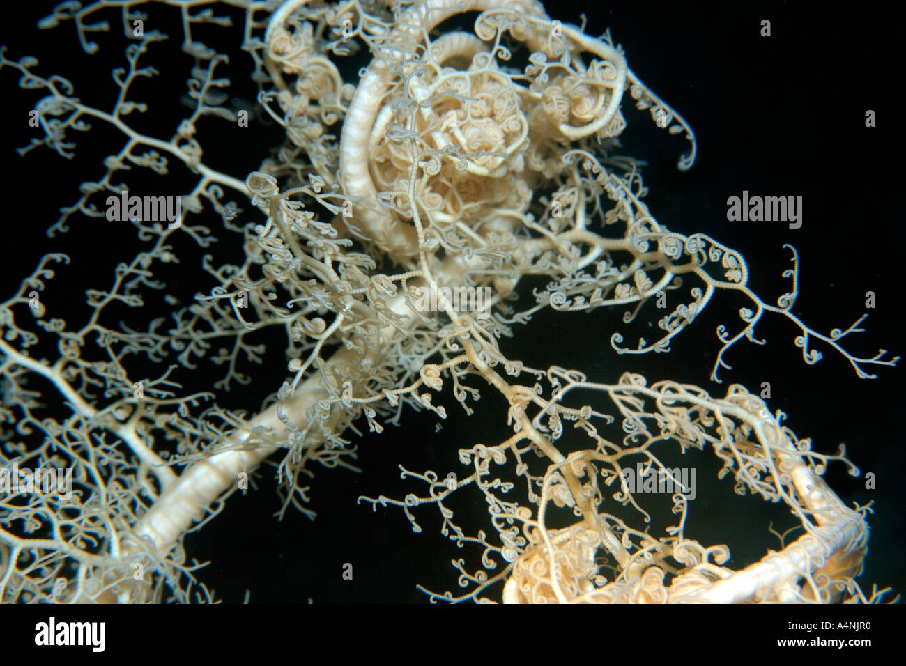 Basket star Astroboa nuda at night Short drop off Palau Micronesia ...