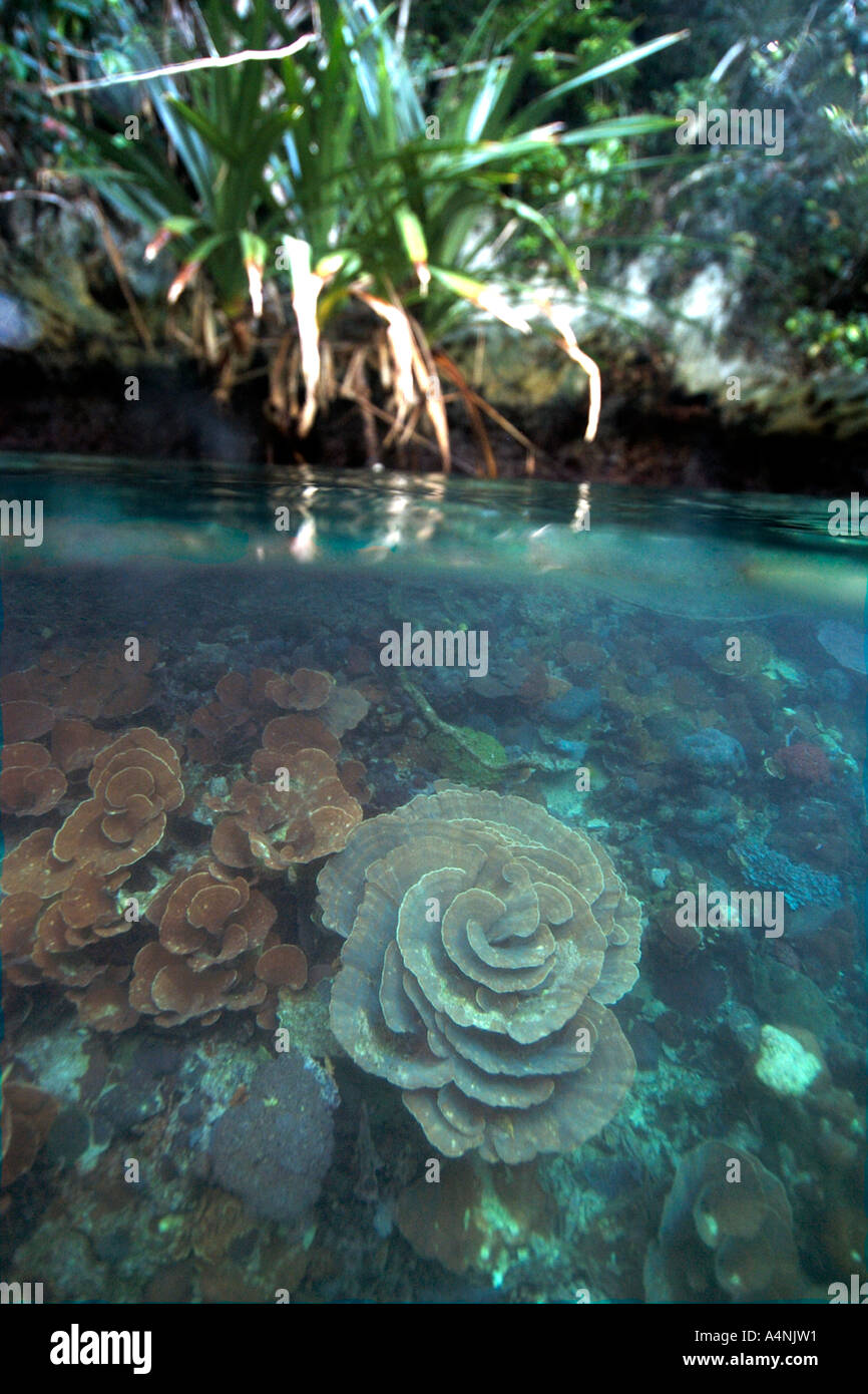 Split image of rock island and lettuce coral in a shallow lagoon Palau ...