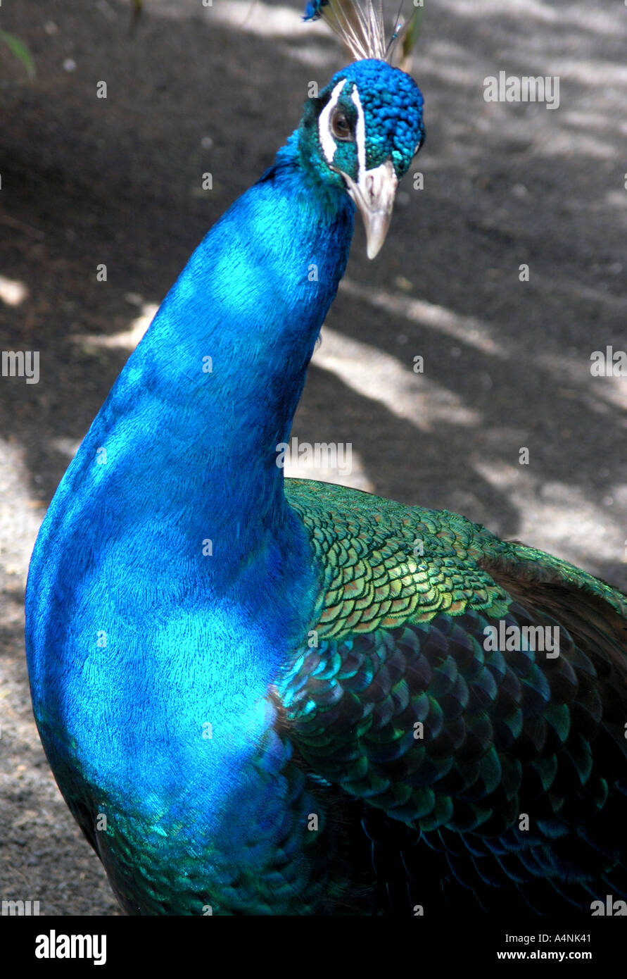 Peacock shaped hi-res stock photography and images - Alamy