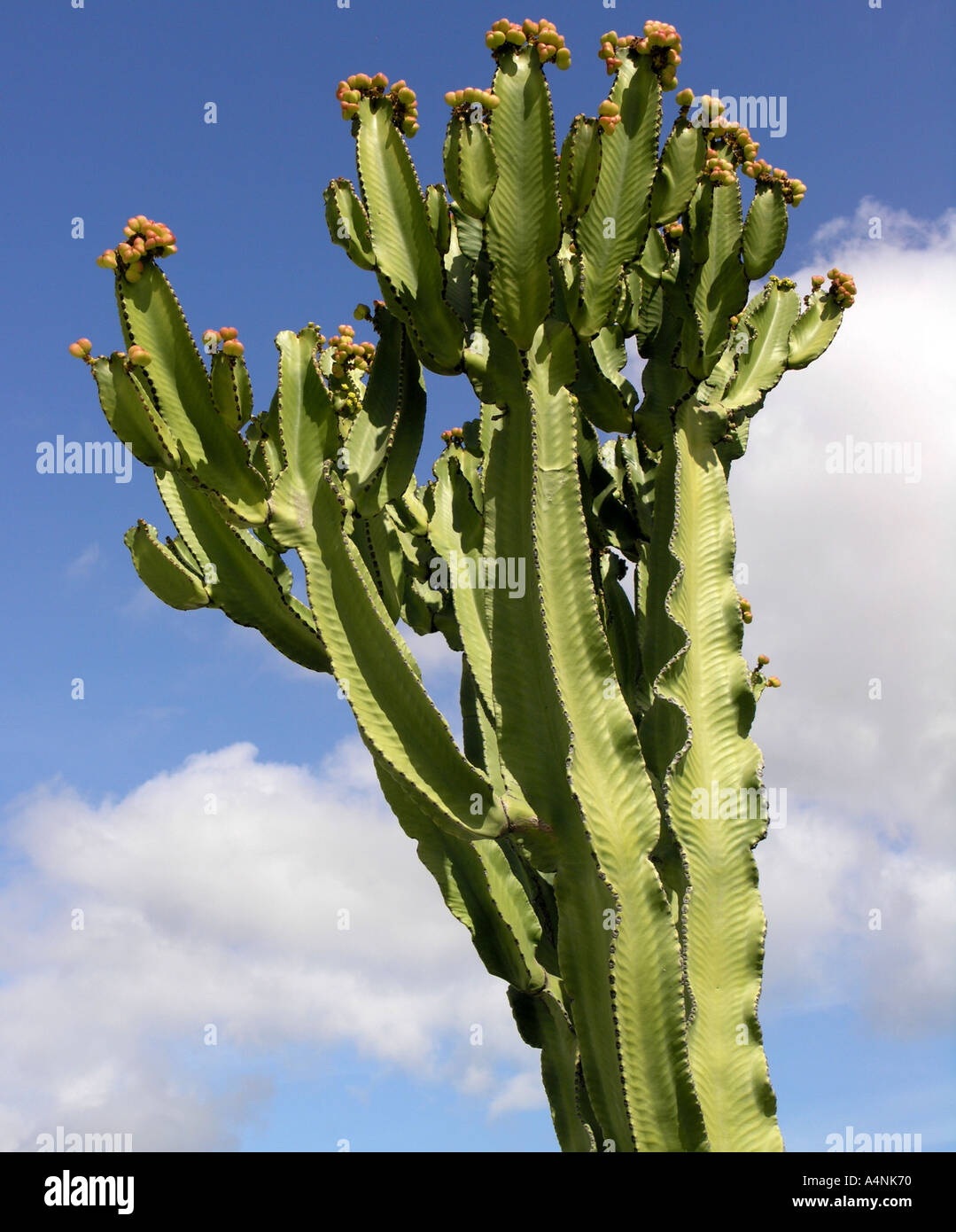 Tall green cacti plant against a blue sky with white clouds in Spain Stock Photo - Alamy