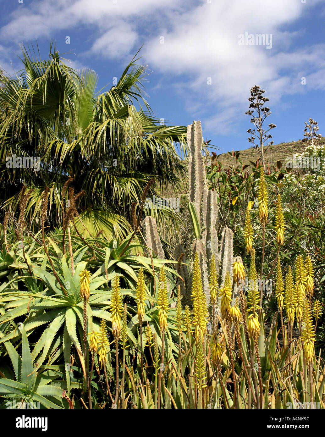 Cactus plants palm trees hi-res stock photography and images - Alamy