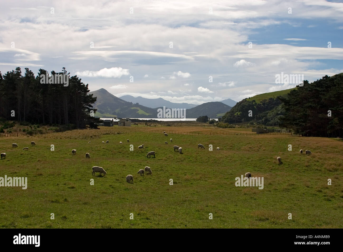 View towards Papanui Inlet from Allans Beach Stock Photo - Alamy