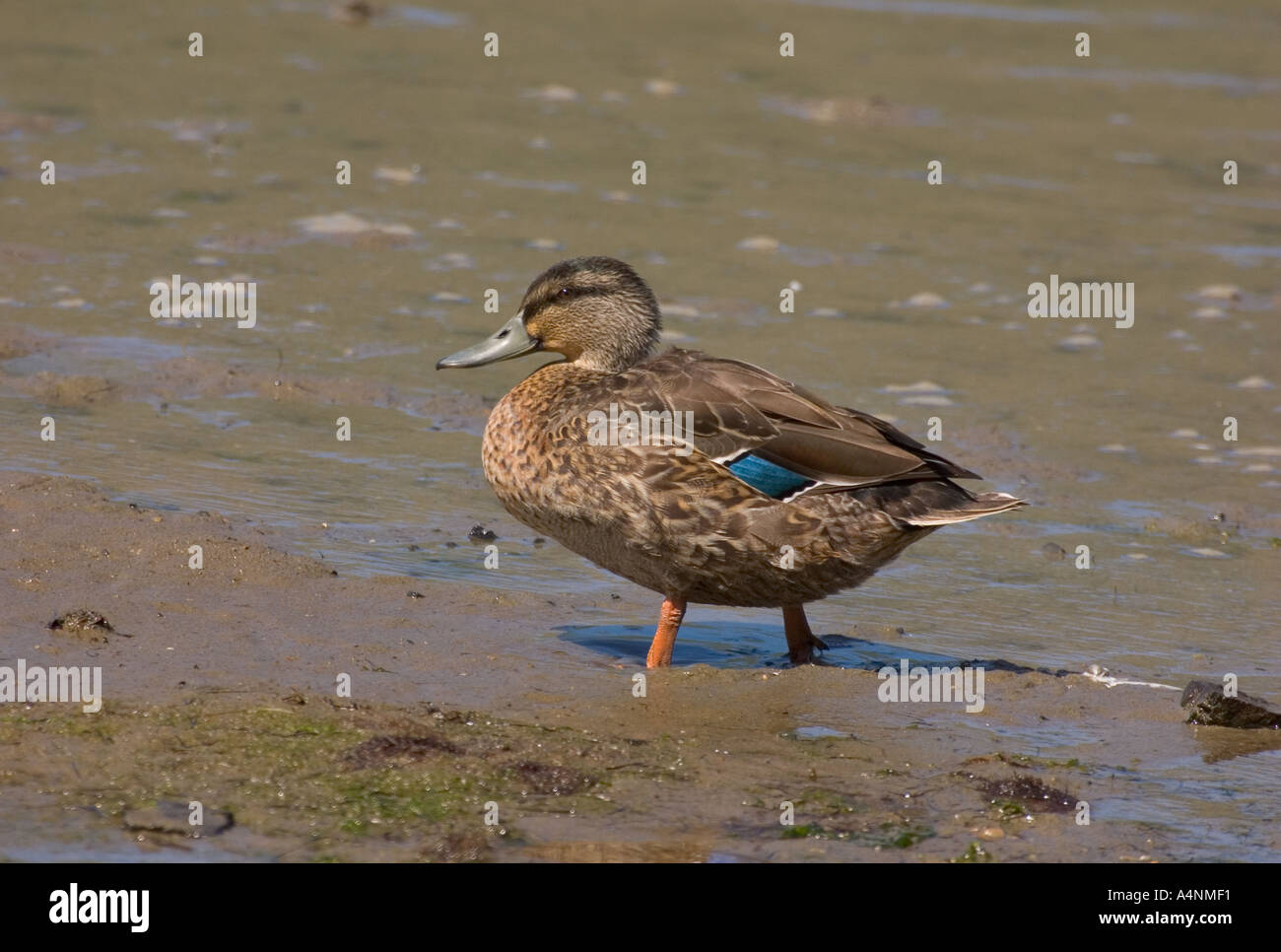Paradise or shell duck nz hi-res stock photography and images - Alamy