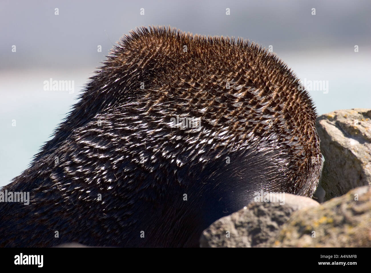 Damp fur on the back of a fur seal Stock Photo - Alamy