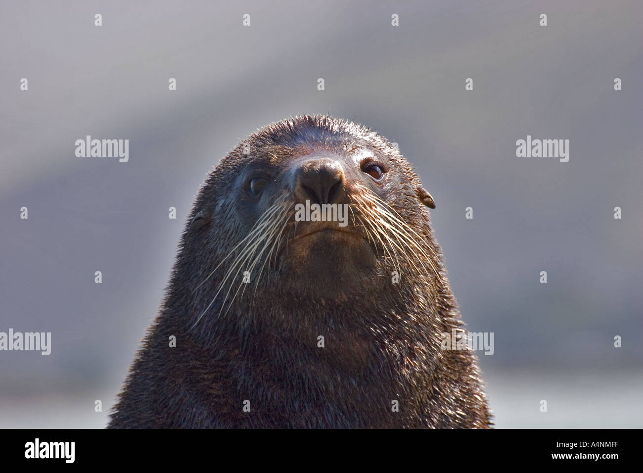 Seal staring hi-res stock photography and images - Alamy