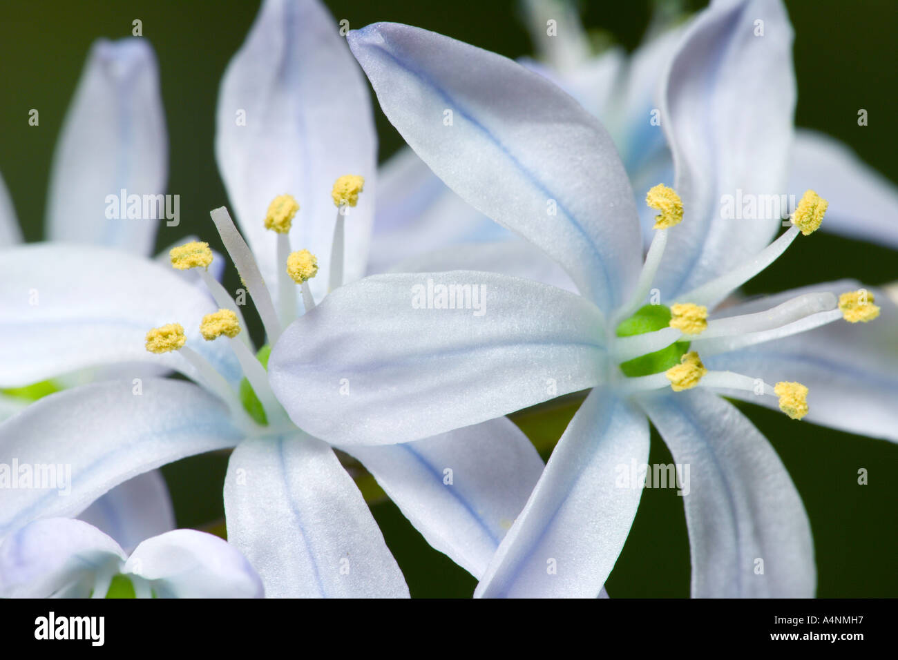 Scilla mischtschenkoana Tubergeniana detail view of flowers with nice ...