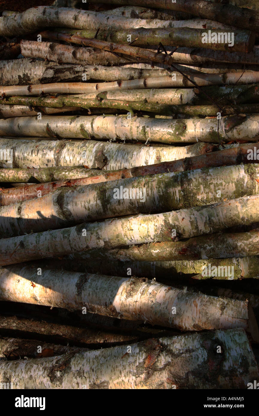 Silver birch logs hi-res stock photography and images - Alamy