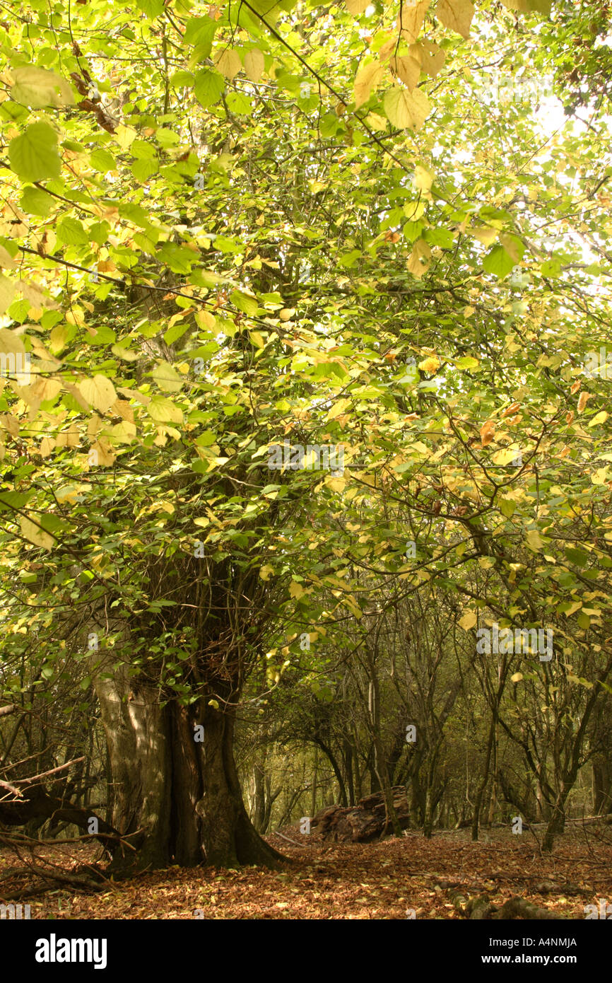 Denne hill hi-res stock photography and images - Alamy