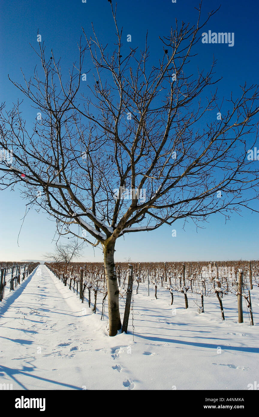 Vineyard Winter High Resolution Stock Photography and Images - Alamy