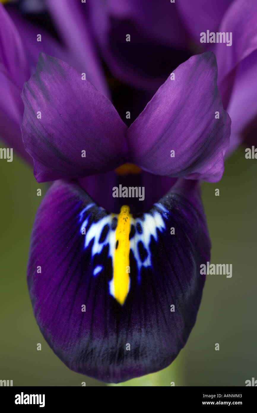 Iris George with nice out of focus background potton bedfordshire Stock ...
