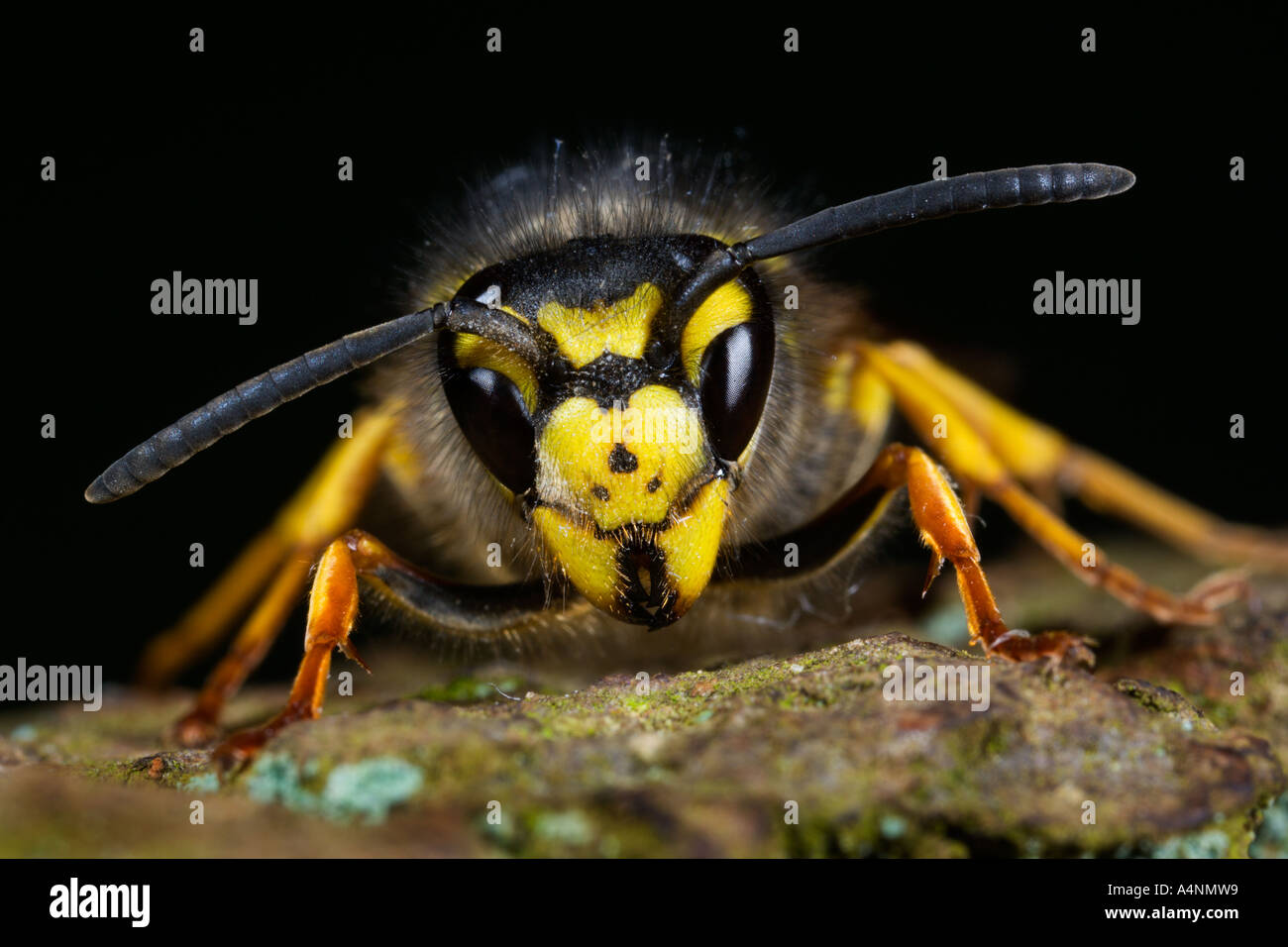 German Wasp Vespula germanica close up detail shot showing distinctive ...