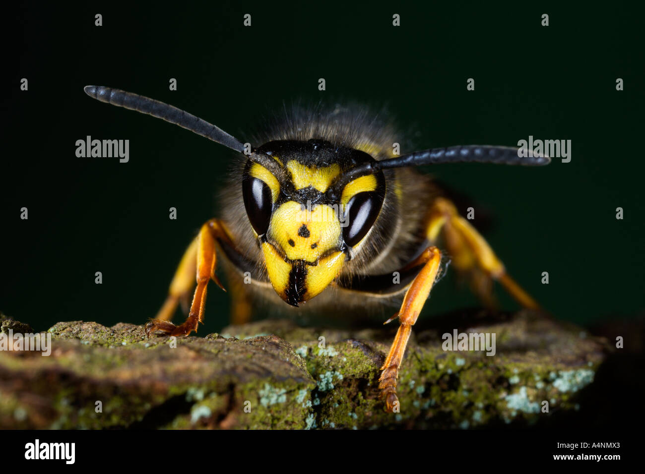 German Wasp Vespula germanica close up detail shot showing distinctive ...