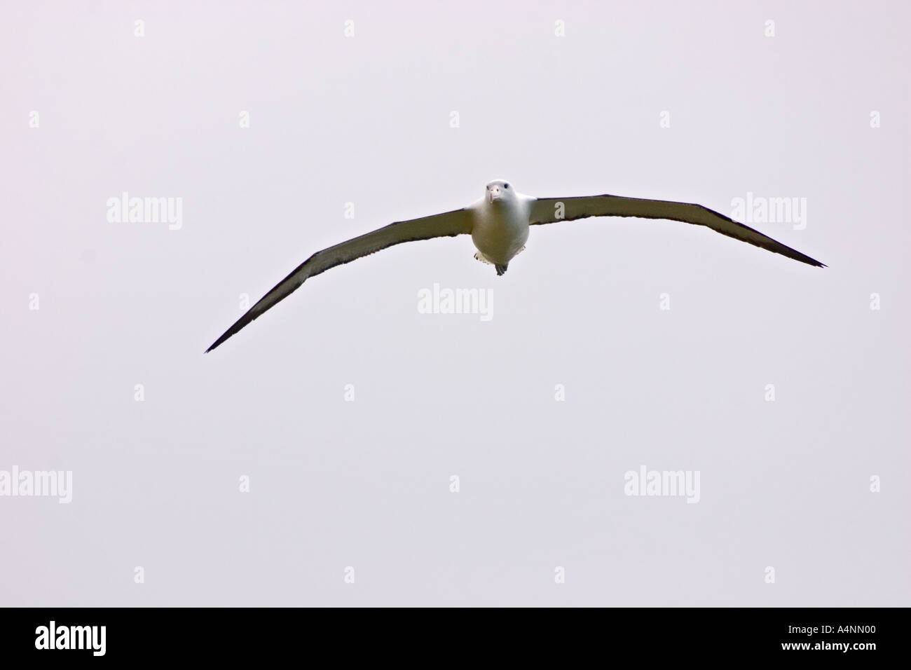 Royal Albatross near Taiaroa Head Otago Peninsula New Zealand Stock ...