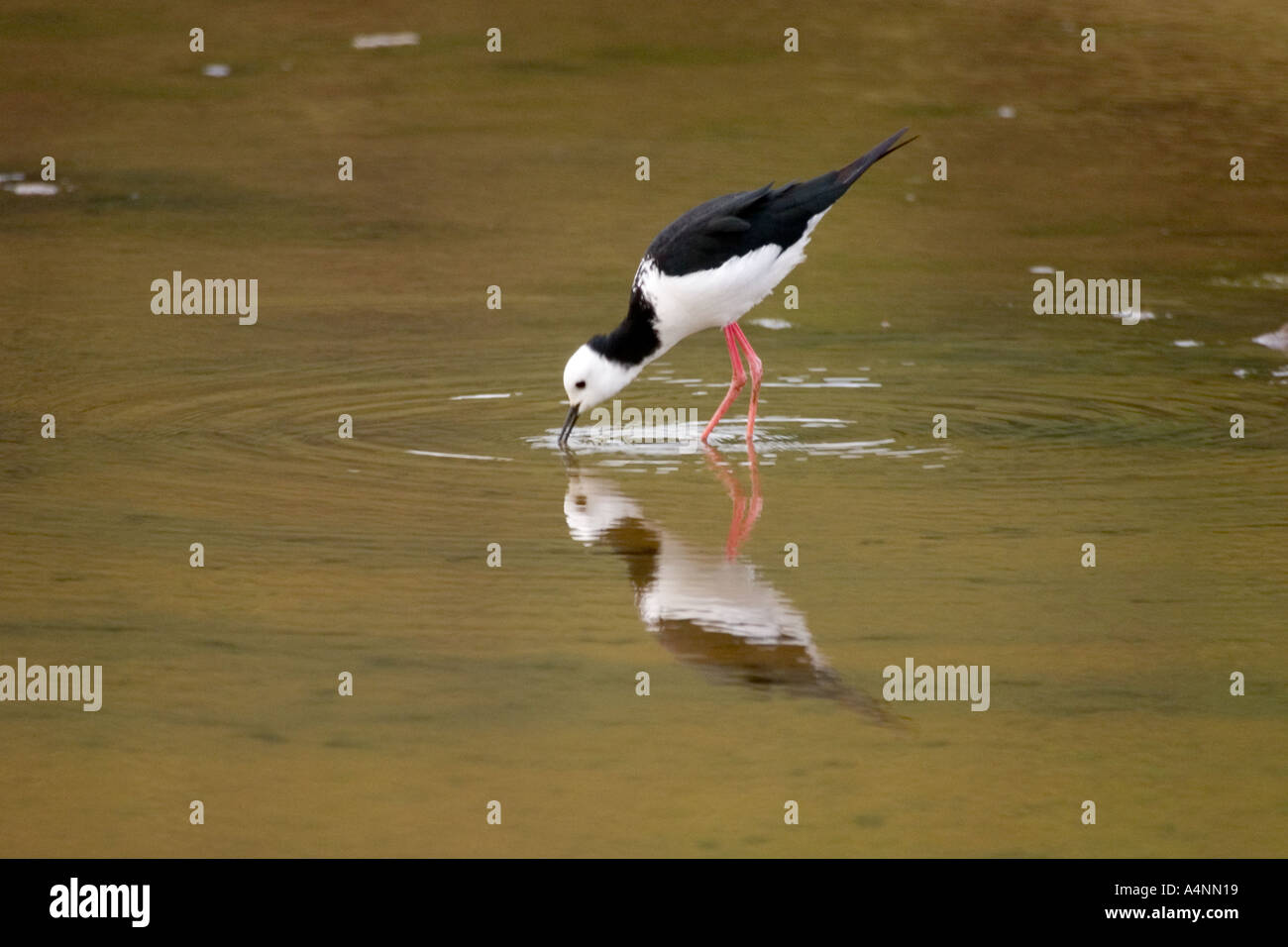 New zealand pied stilt hi-res stock photography and images - Alamy