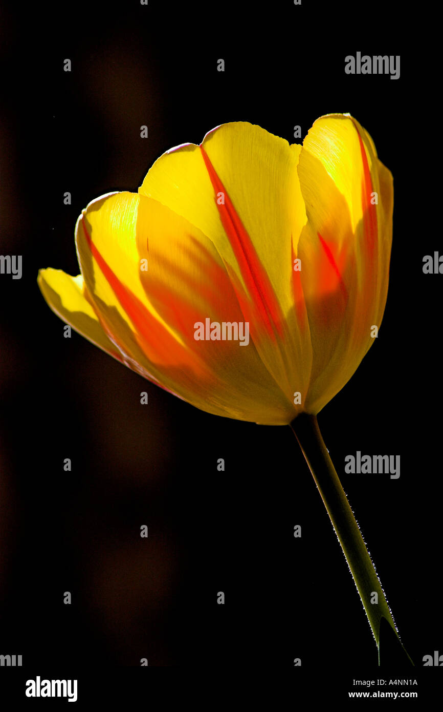 Cape Cod tulip, yellow and red on black background Stock Photo - Alamy