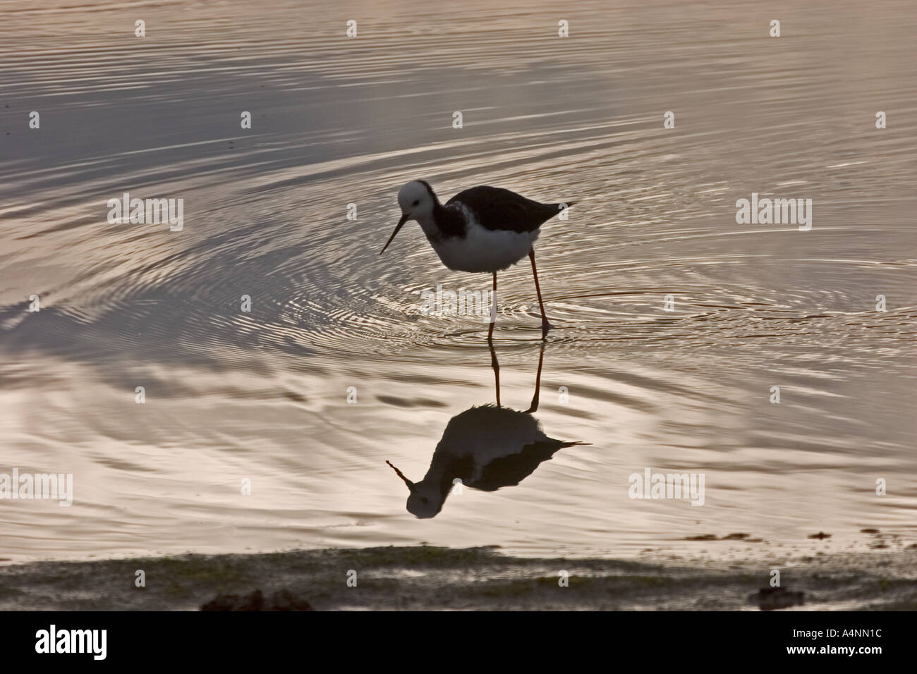 New zealand pied stilt hi-res stock photography and images - Alamy
