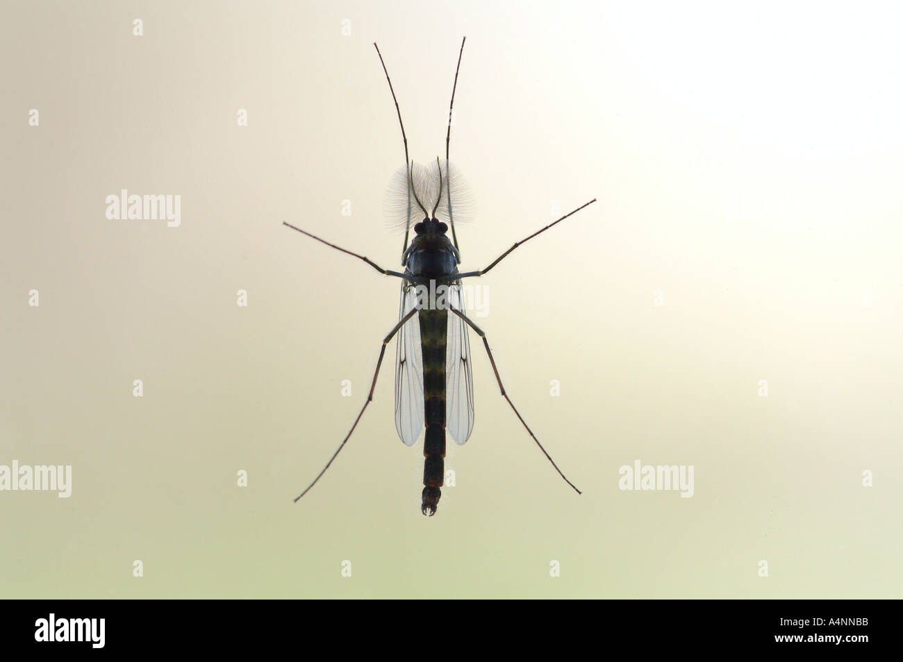 Mosquito close up look Stock Photo - Alamy