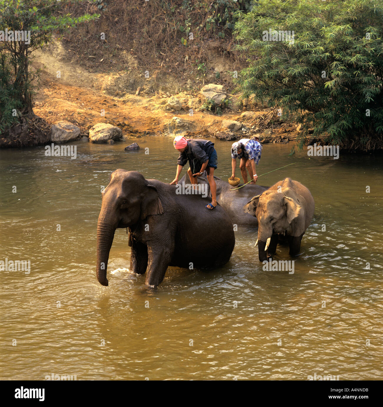 Elephants washing in river hi-res stock photography and images - Alamy