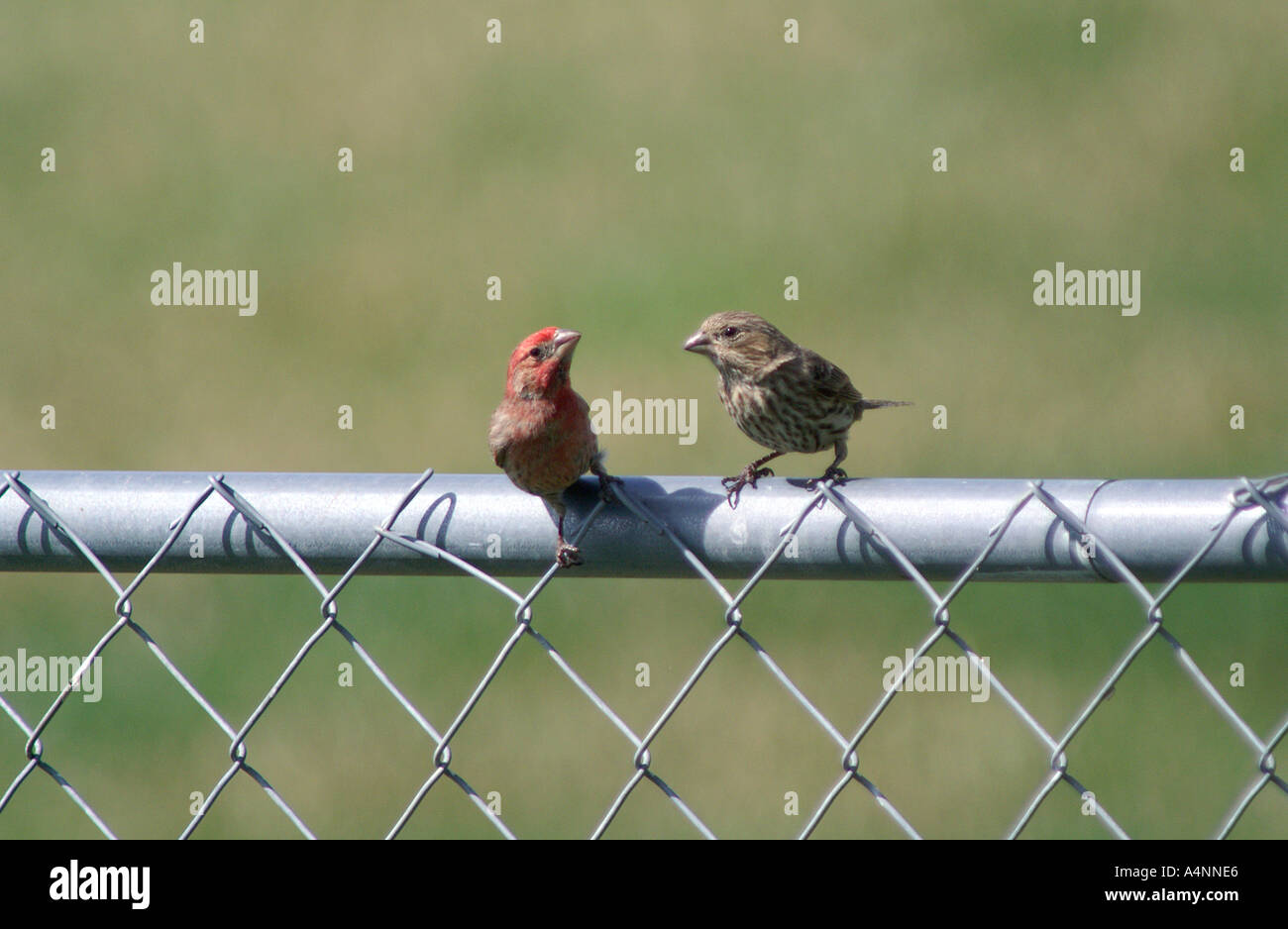 Purple finch and pair hi-res stock photography and images - Alamy