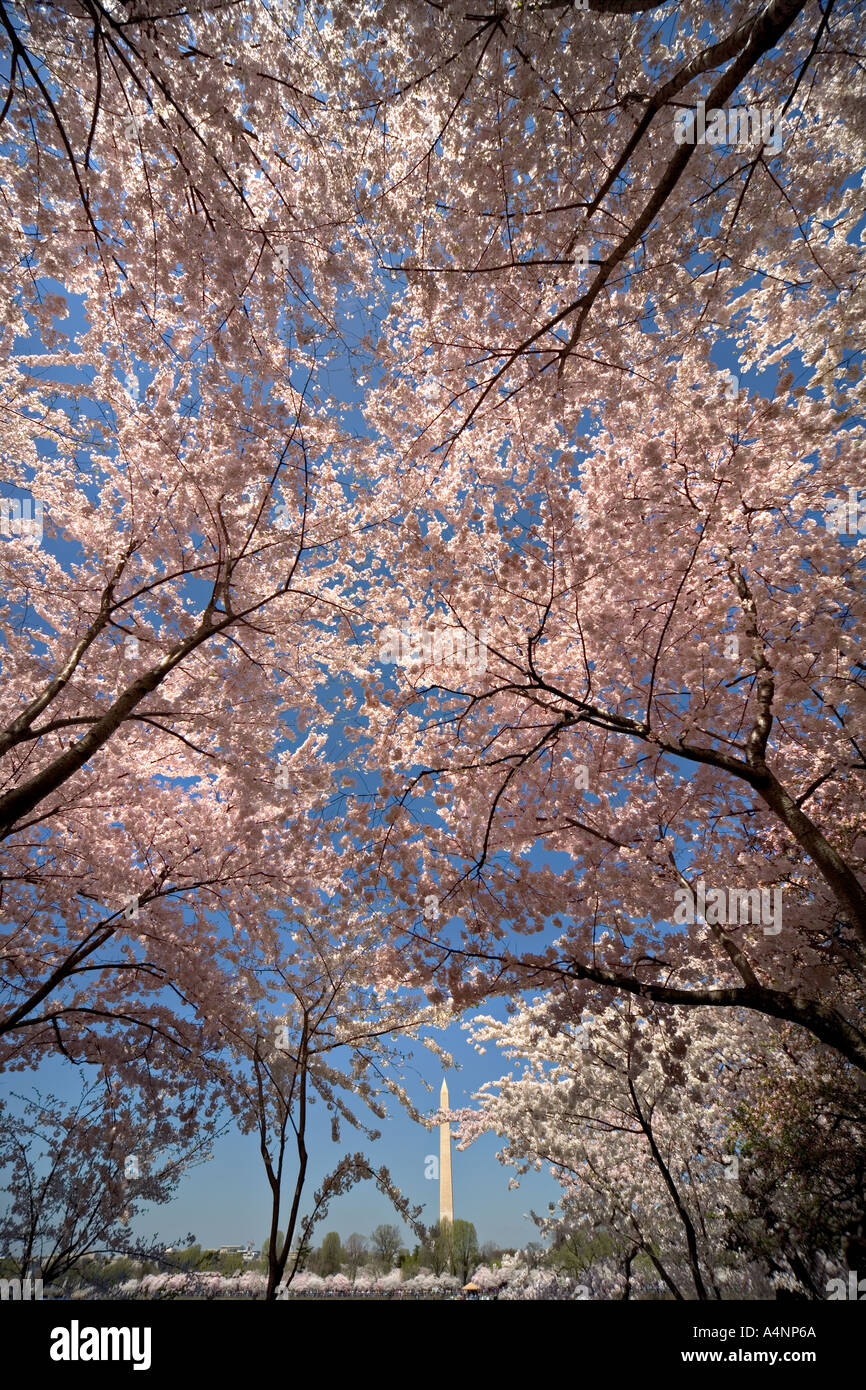 Washington Monument with cherry blossoms trees at the Cherry Blossom ...