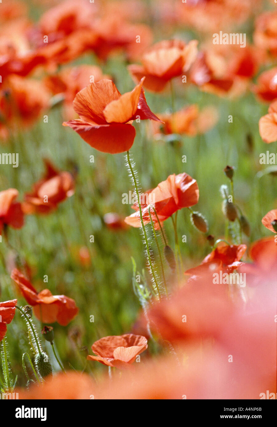 Field of flowering corn poppies Papaver rhoeas in Normandy France Stock ...