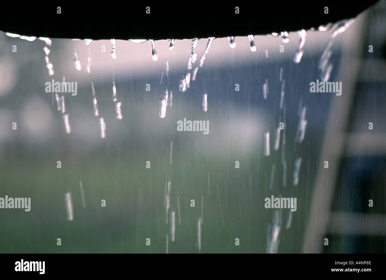 Raindrops fall in swamp hi-res stock photography and images - Alamy