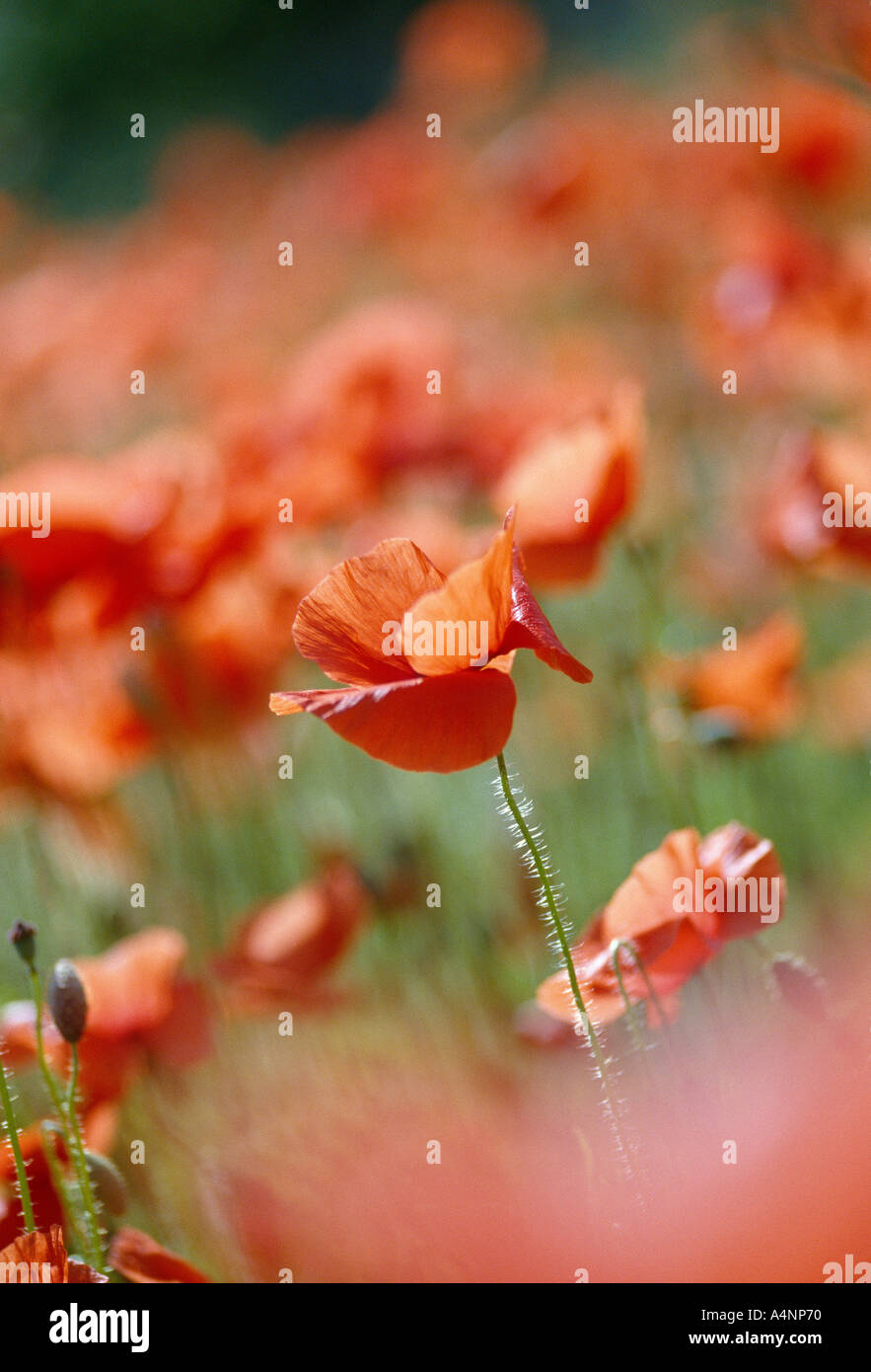 Field of flowering corn poppies Papaver rhoeas in Normandy France Stock ...