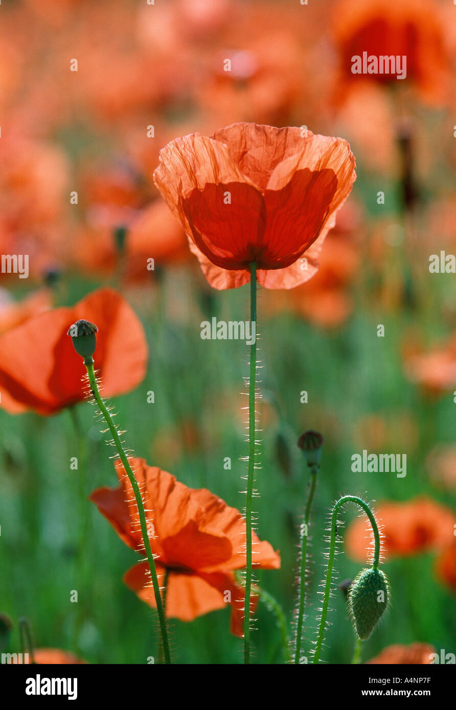Field of flowering corn poppies Papaver rhoeas in Normandy France Stock ...