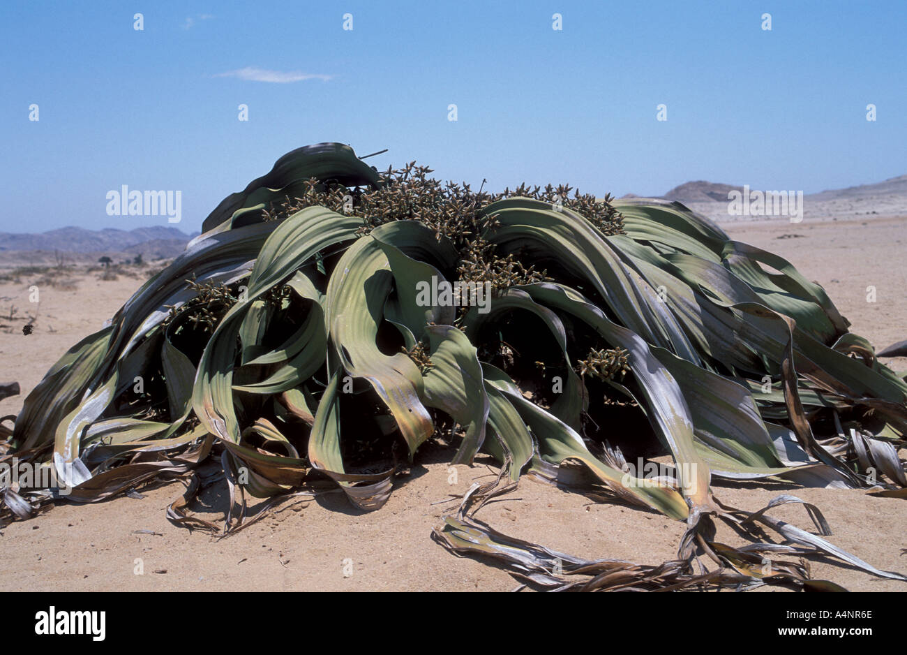 Welwitschia drive namibia hi-res stock photography and images - Alamy