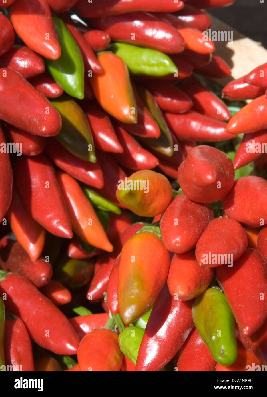 Bunches of chilli peppers hi-res stock photography and images - Alamy