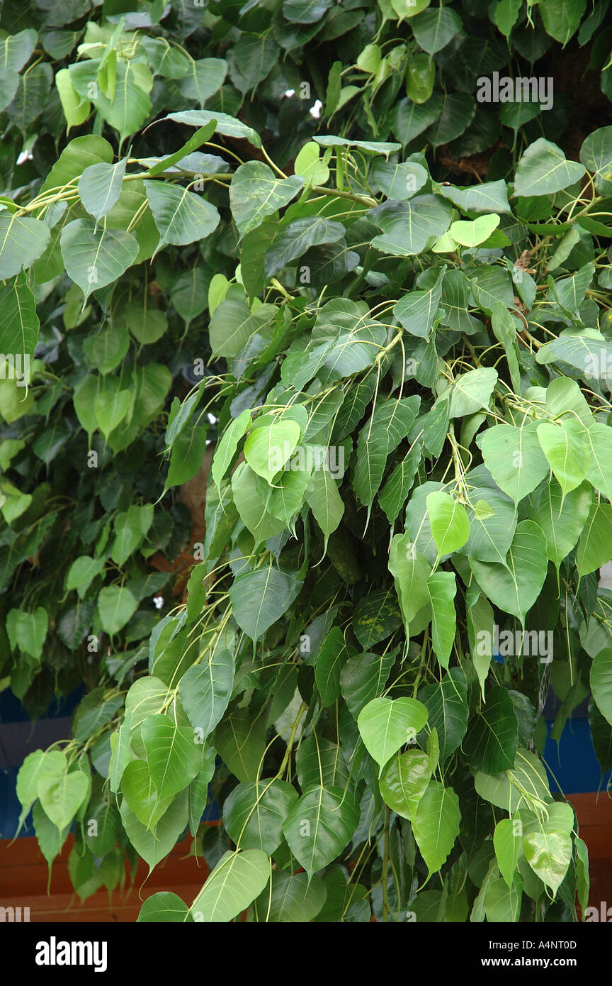 Ficus religiosa pipal peepal fig Bodhi bodi bo Buddha tree native of ...