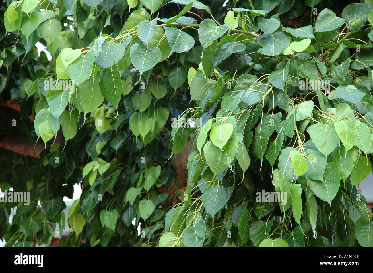 Pictures Of Peepal Tree