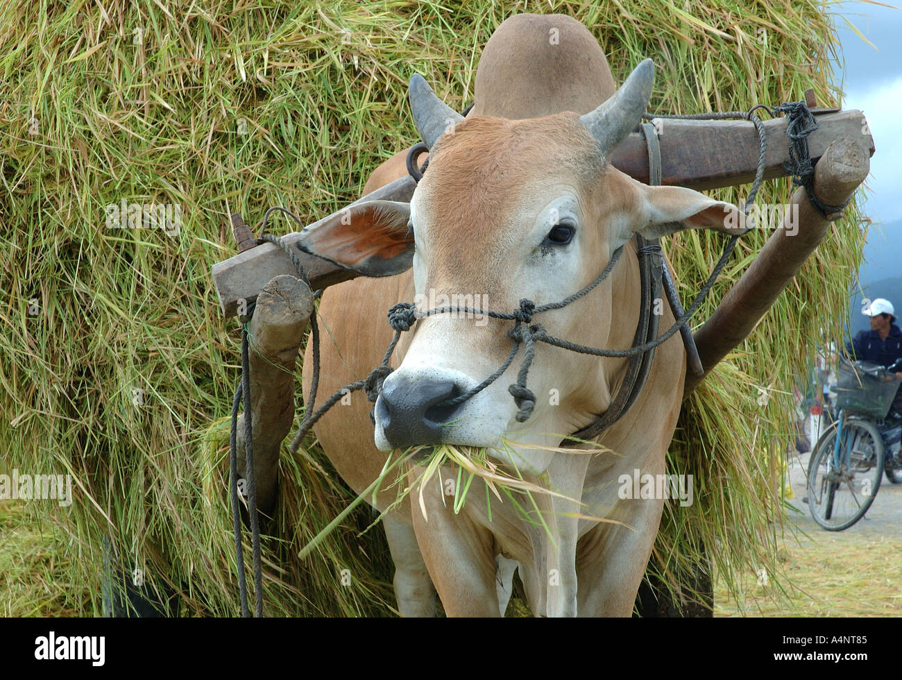 Yoked Oxen Greenfield Recorder Trainable, Useful Giants: Oxen Coming