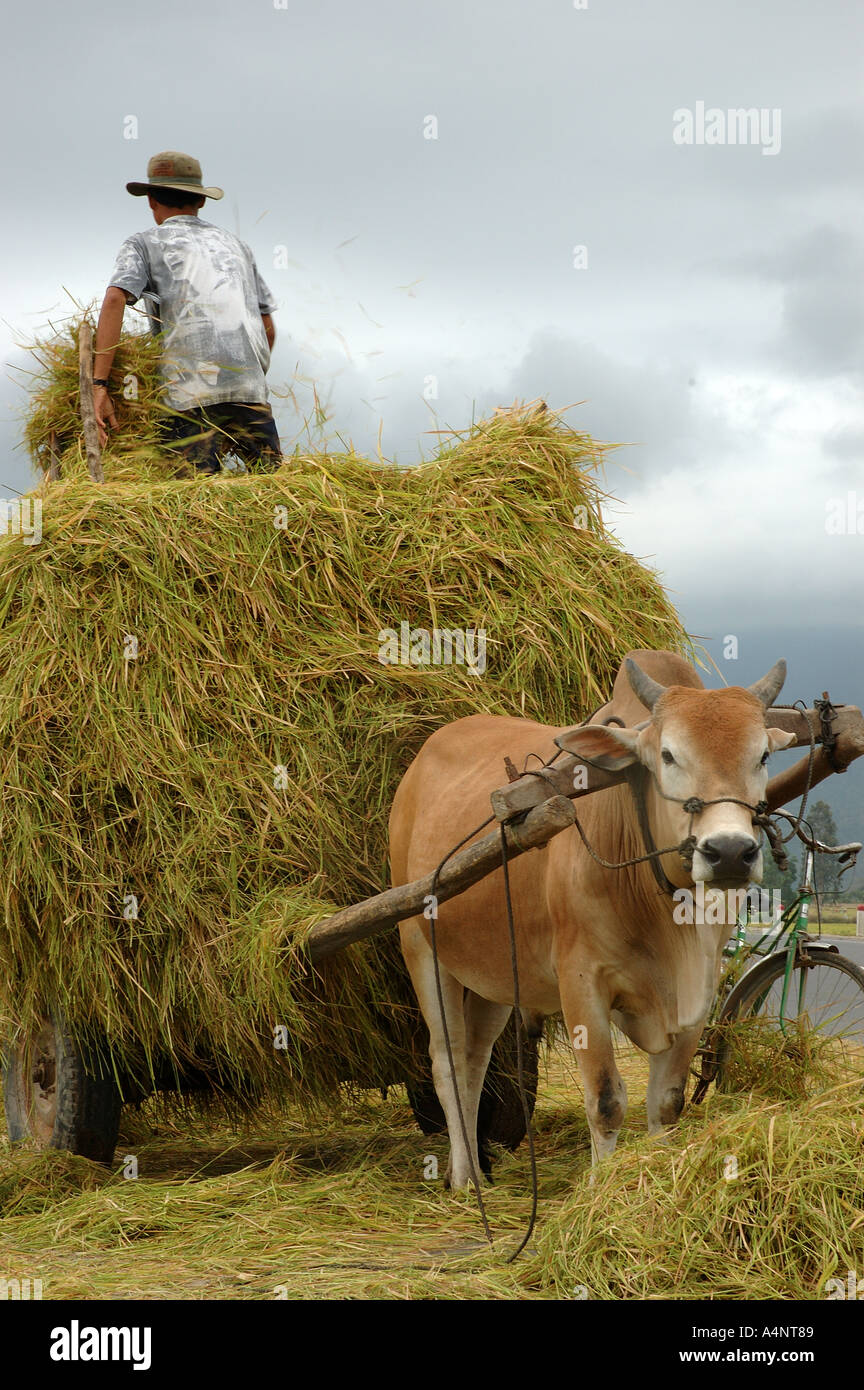 Yoke yoked hi-res stock photography and images - Alamy