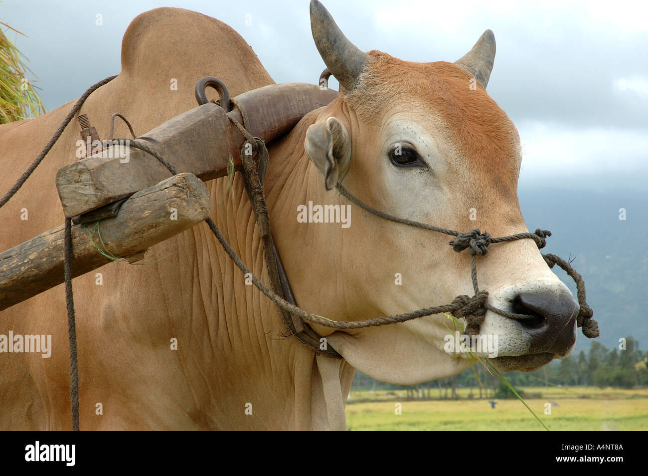 Yoked Oxen Greenfield Recorder Trainable, Useful Giants: Oxen Coming