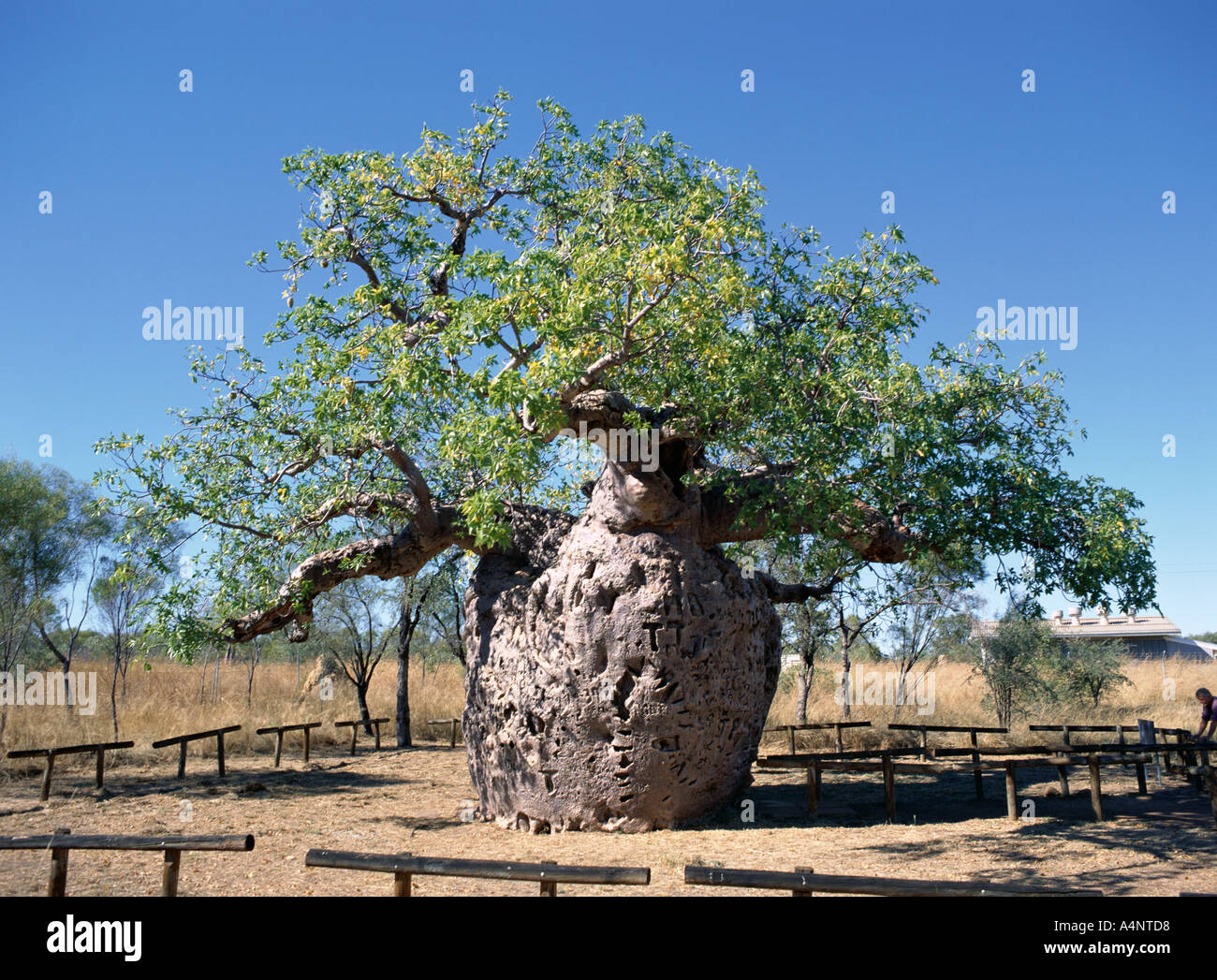 Old hollow boab tree once used as aboriginal prison outside Derby ...
