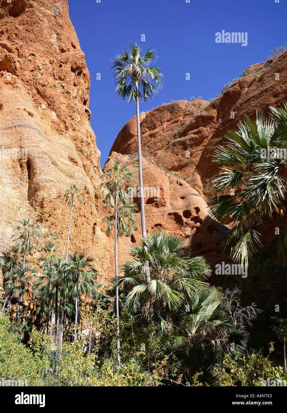 Palm trees at approach to Echidna chasm Purnululu National Park UNESCO ...