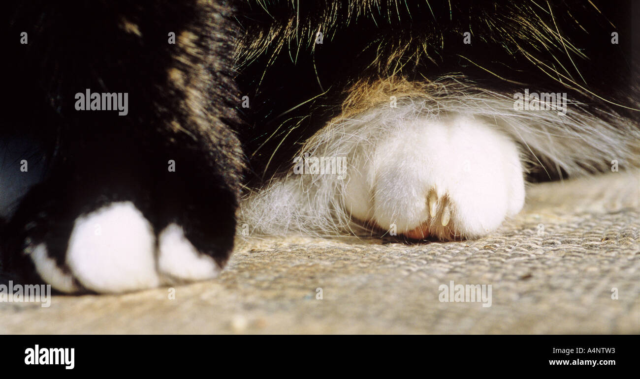 Domestic cat felis domesticus paws Stock Photo - Alamy